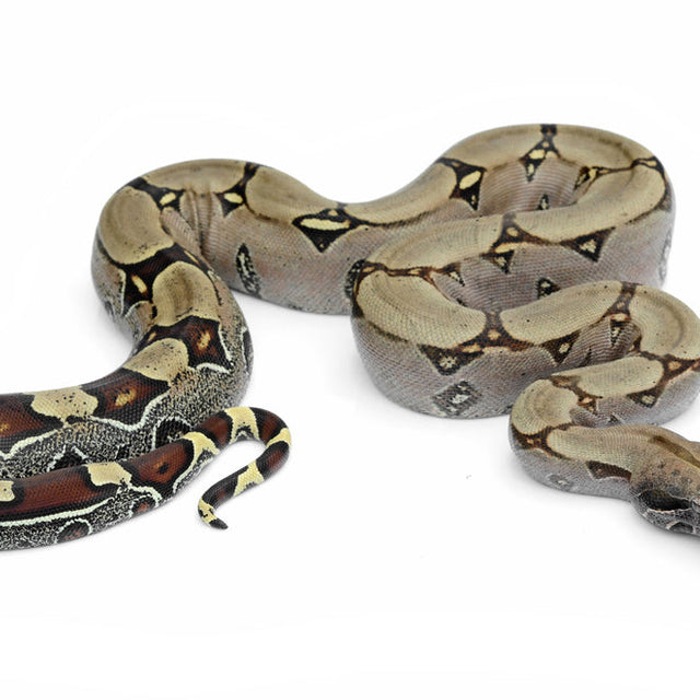 Zen Habitats Canada - Habitats for Reptiles